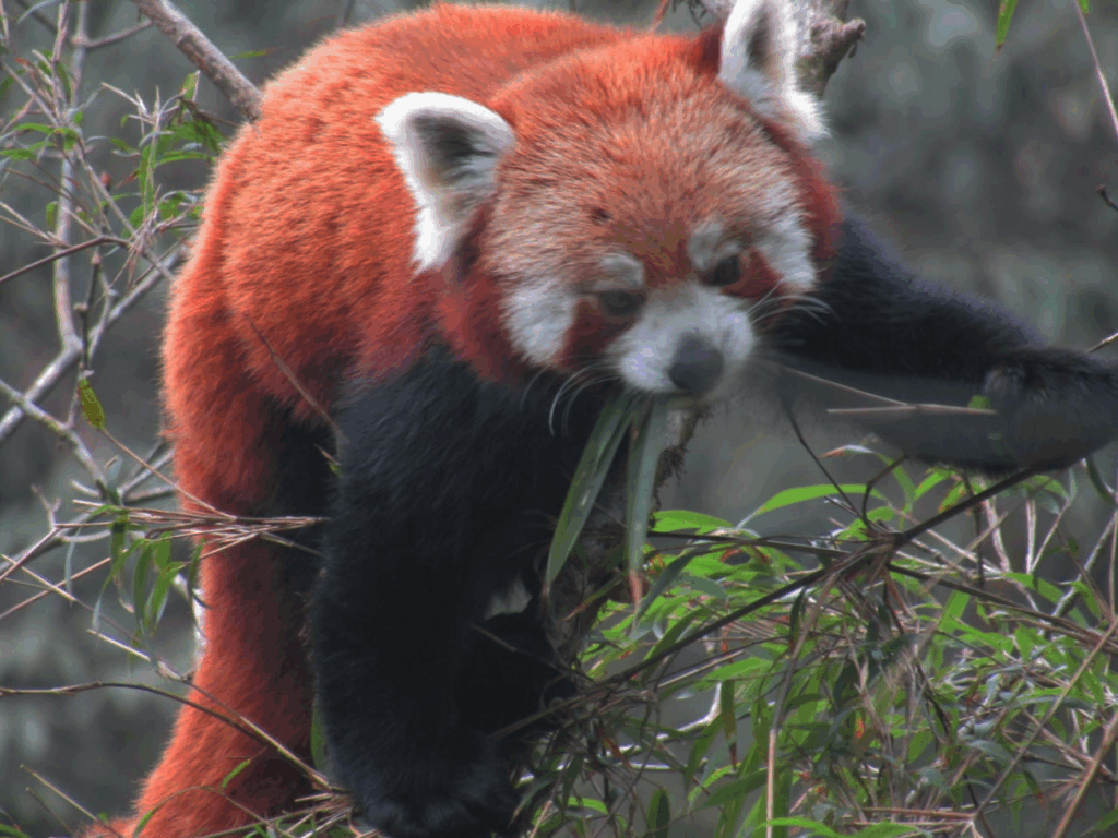 Red Panda Tracking Tour - 6 Days - Everest Hikes